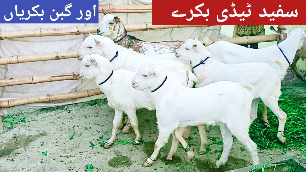 Pure Teddy and Barbari Goats For Sale | Cross Teddy Goats For Sale | 18 ...