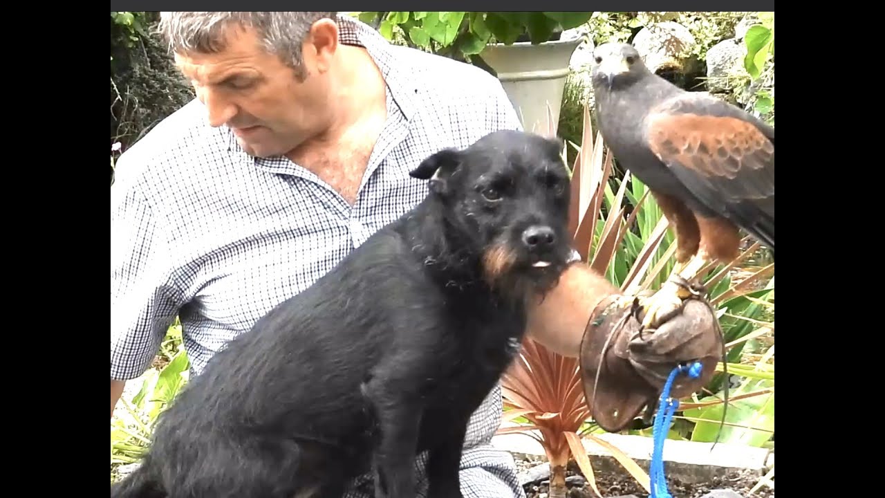 HARRIS HAWK, FEED THEM UP. - YouTube