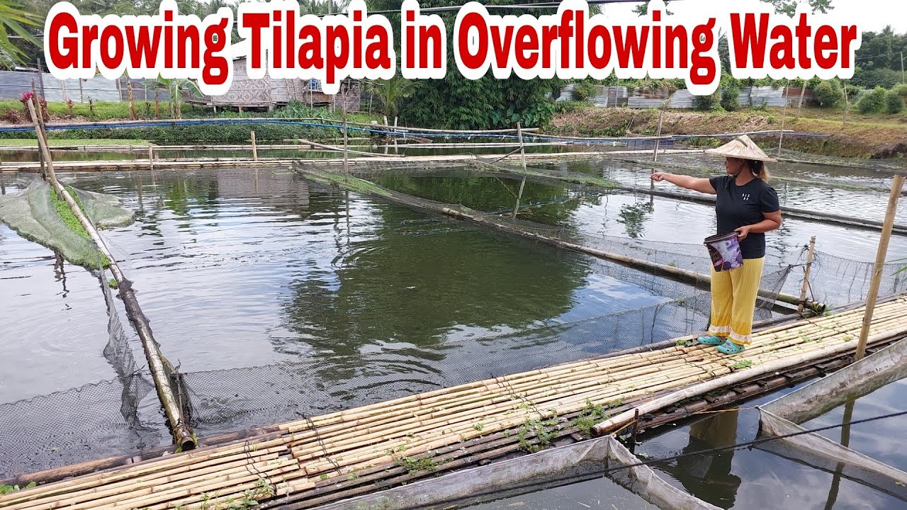 Growing Improve Excellence Tilapia Breed from CLSU - YouTube