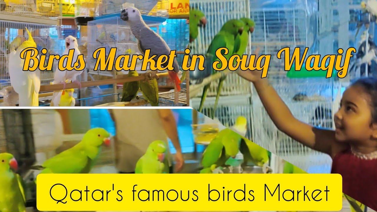 Birds Market in Qatar | Bird Souq | Cockatiel | Africans Parrot | Birds ...