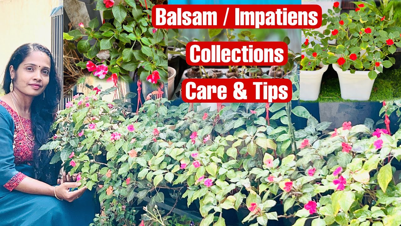 Balsam | Impatiens Plant | Propagation Care & Flowering Tips | Achu’s ...