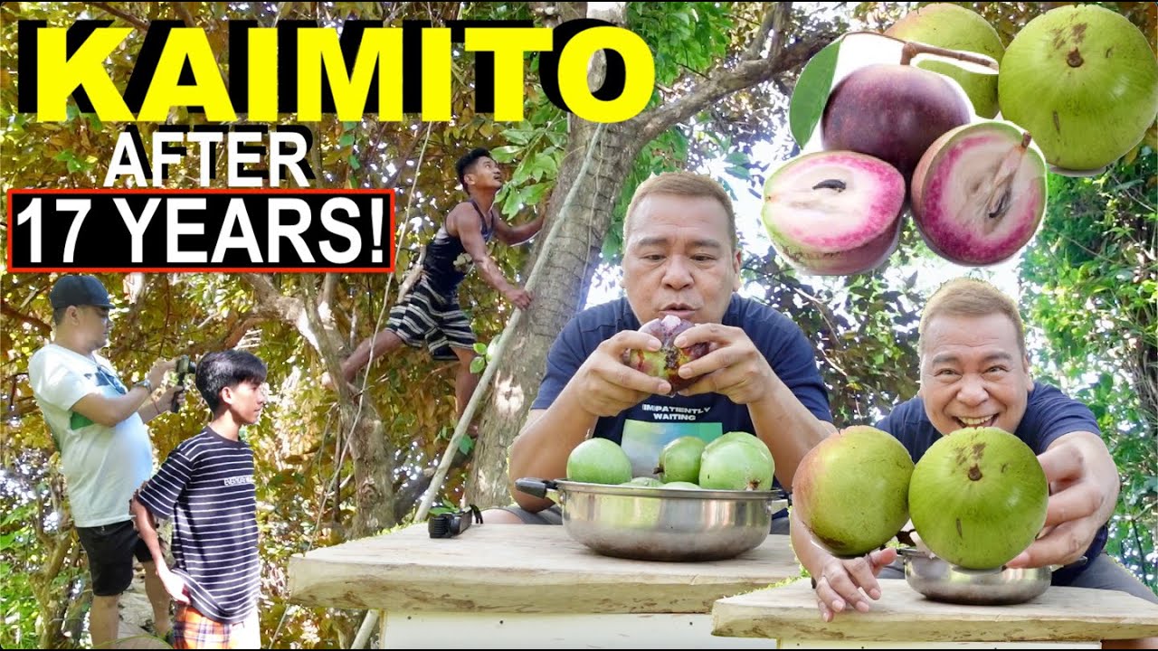 Ep#21 From TREE To TABLE, Fresh KAIMITO After 17YEARS!!🇵🇭 Pero NAKU! Si ...