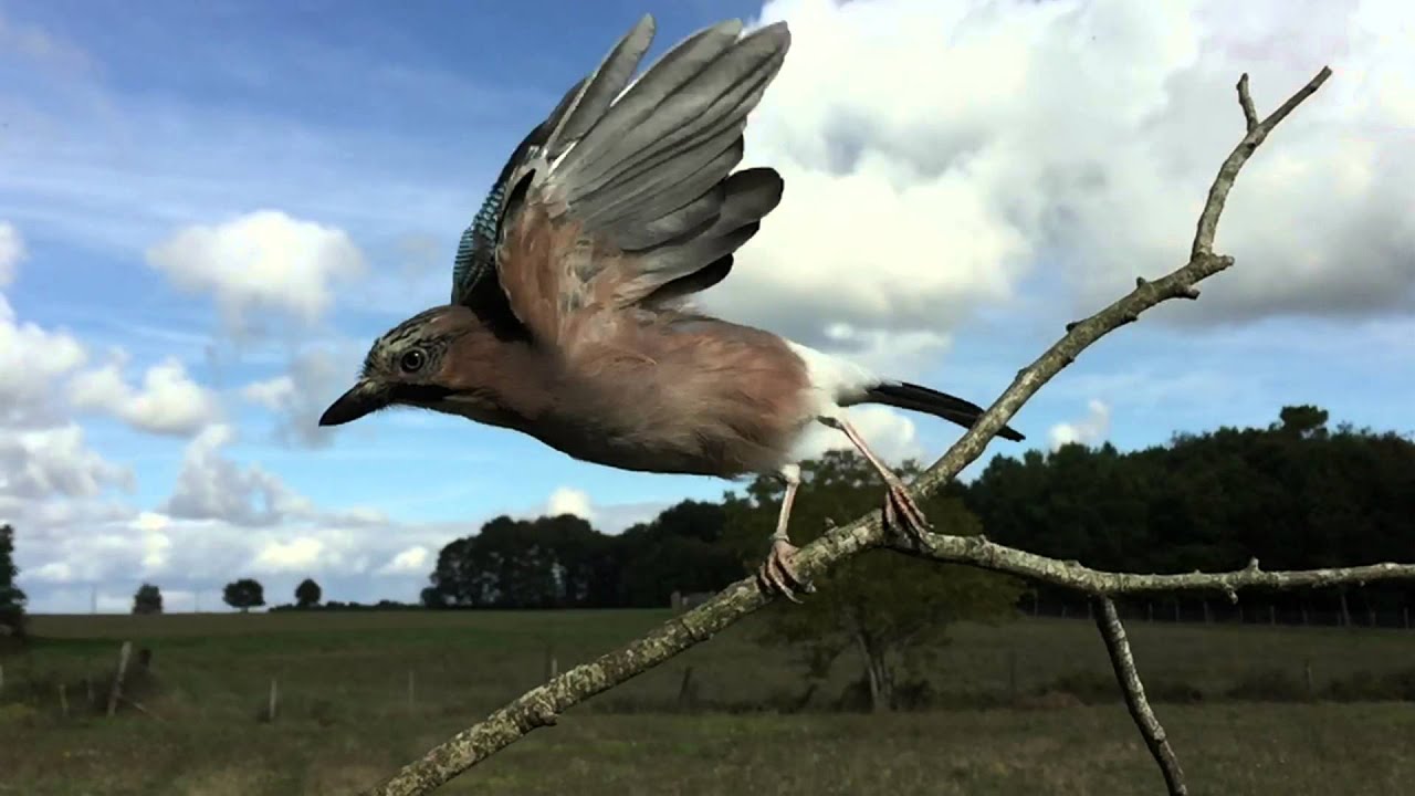 Our birds slow motion compilation - YouTube