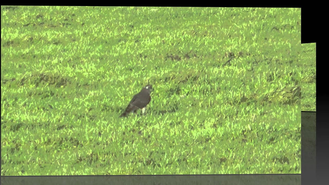 Sparrowhawk v Crows v Buzzard - YouTube