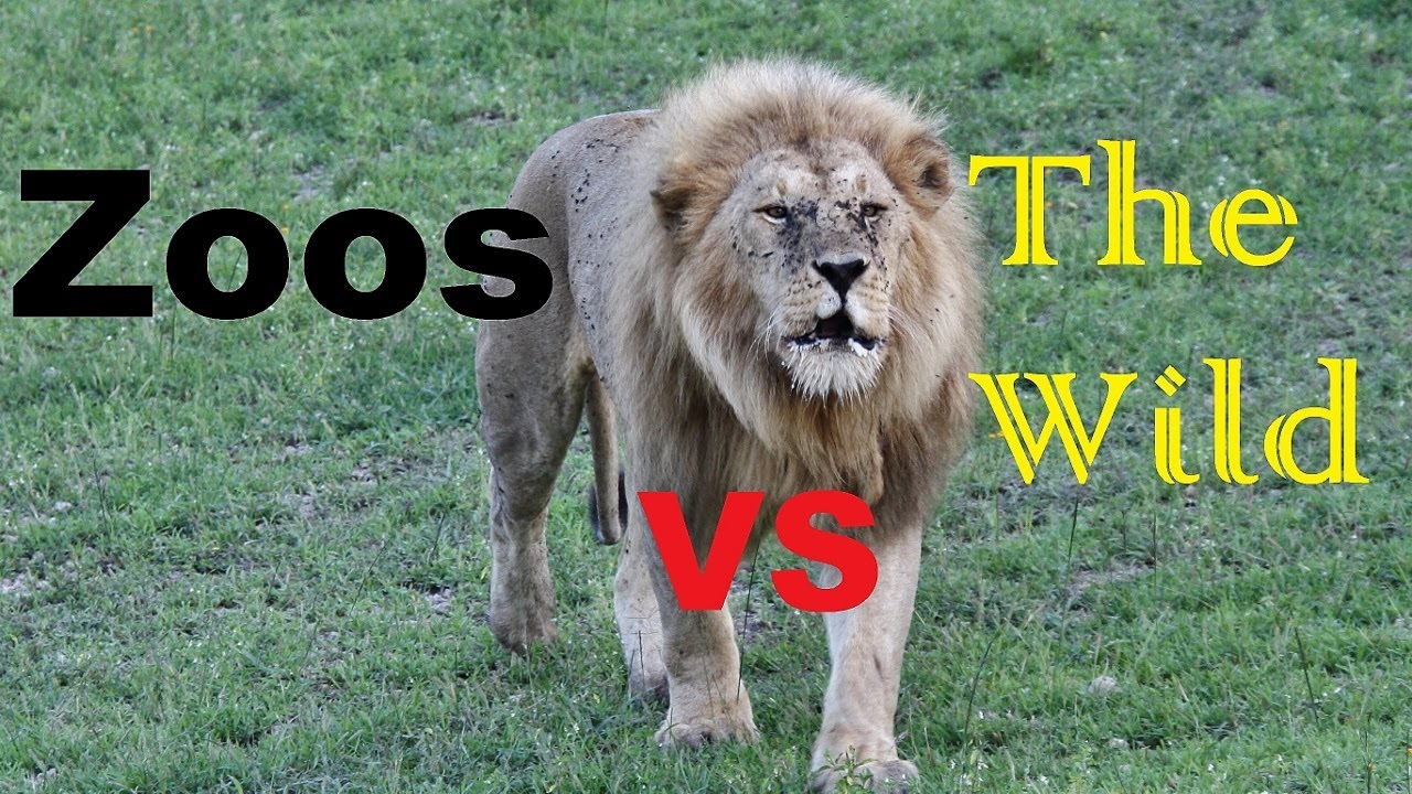 Zoos vs The Wild - YouTube