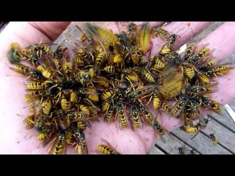 My hand full of Wasps.. 2011. - YouTube