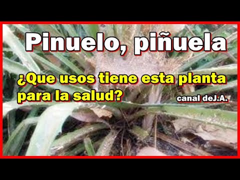 Pinuelo, piñuela ¿Que usos tiene esta planta para la salud? - YouTube