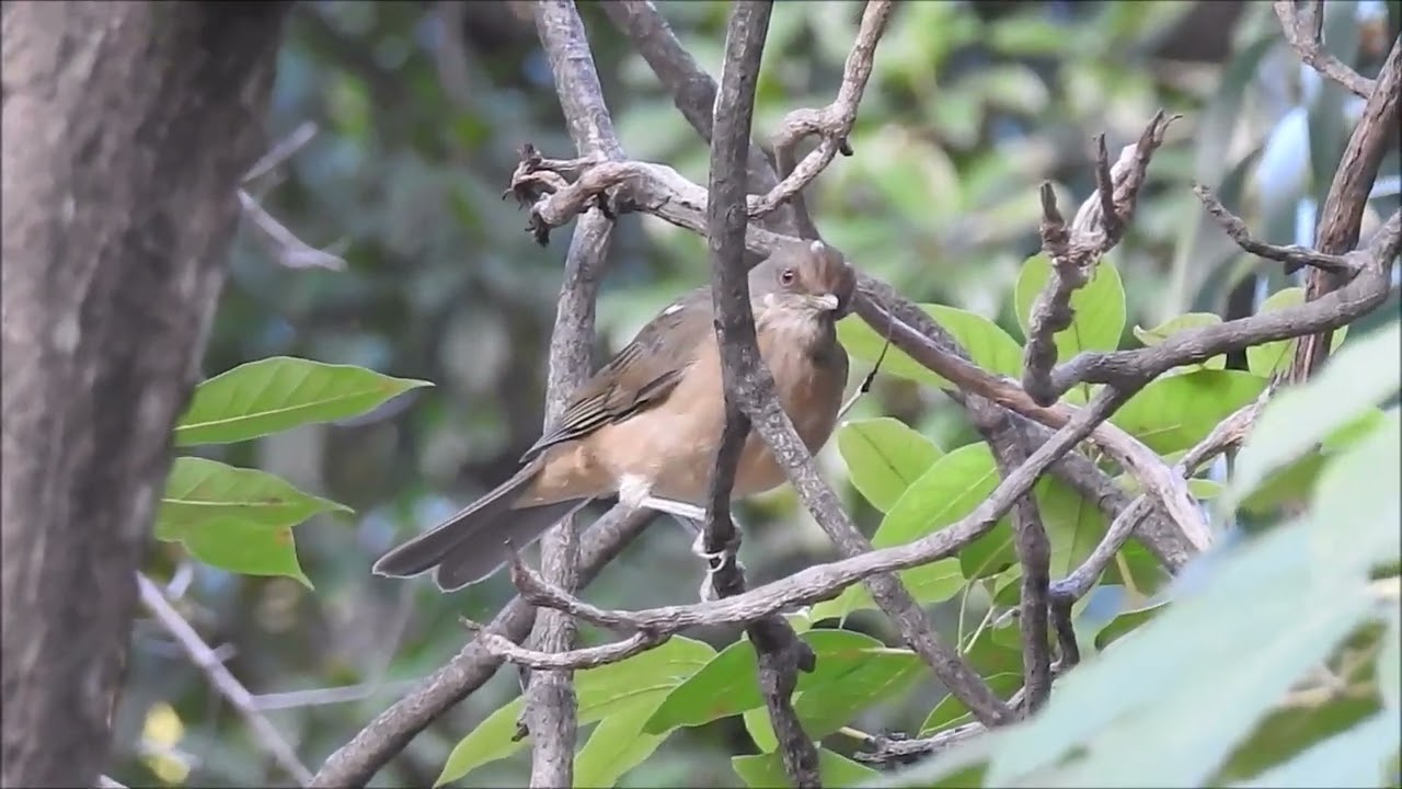 Mirlo Café - Turdus grayi - YouTube
