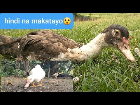 Talentadong itik at pato😂😁😍😍😍 - YouTube