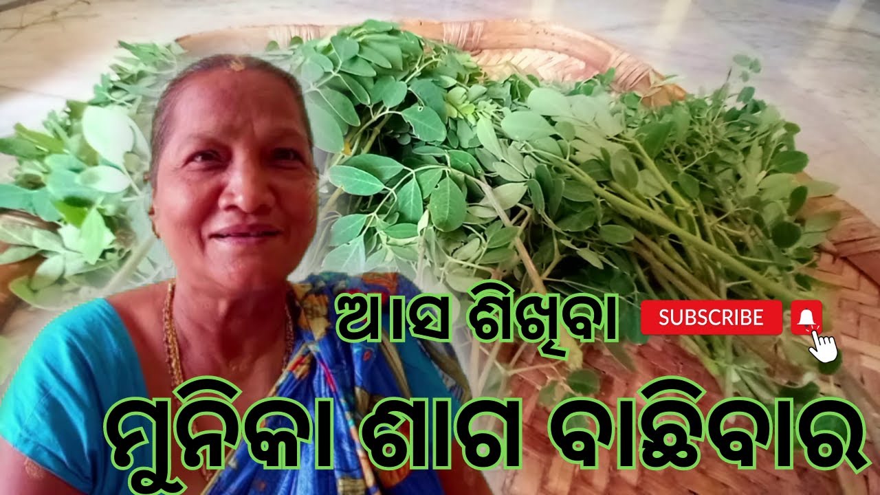 ଅ।ସ ସିଖିବା ମୁନିକା ଶାଗ ବଛା ।। munika saga ।। sajana saga ।। @ajit2047 ...