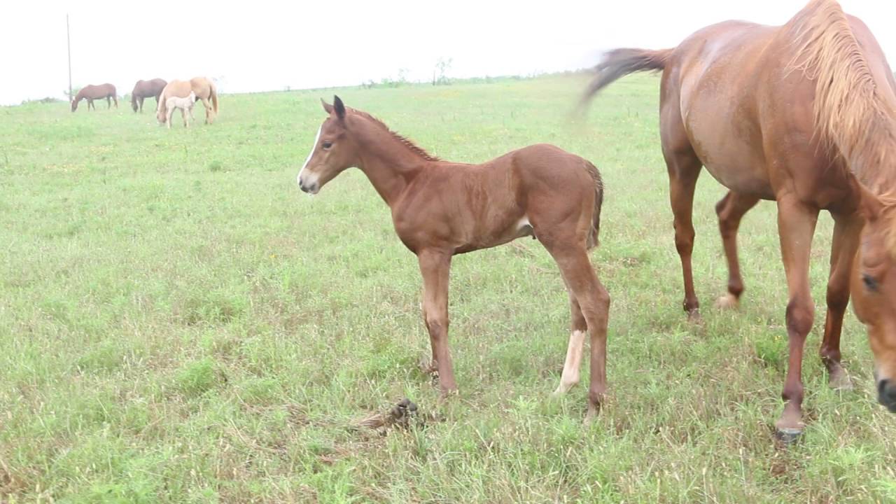 Perks Firewater Flit filly o/o dtr of Bully Bullion - YouTube