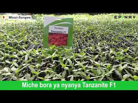 MWARA SEED RAISER 0752843423 MBOZI SONGWE, MICHE BORA YA NYANYA ...