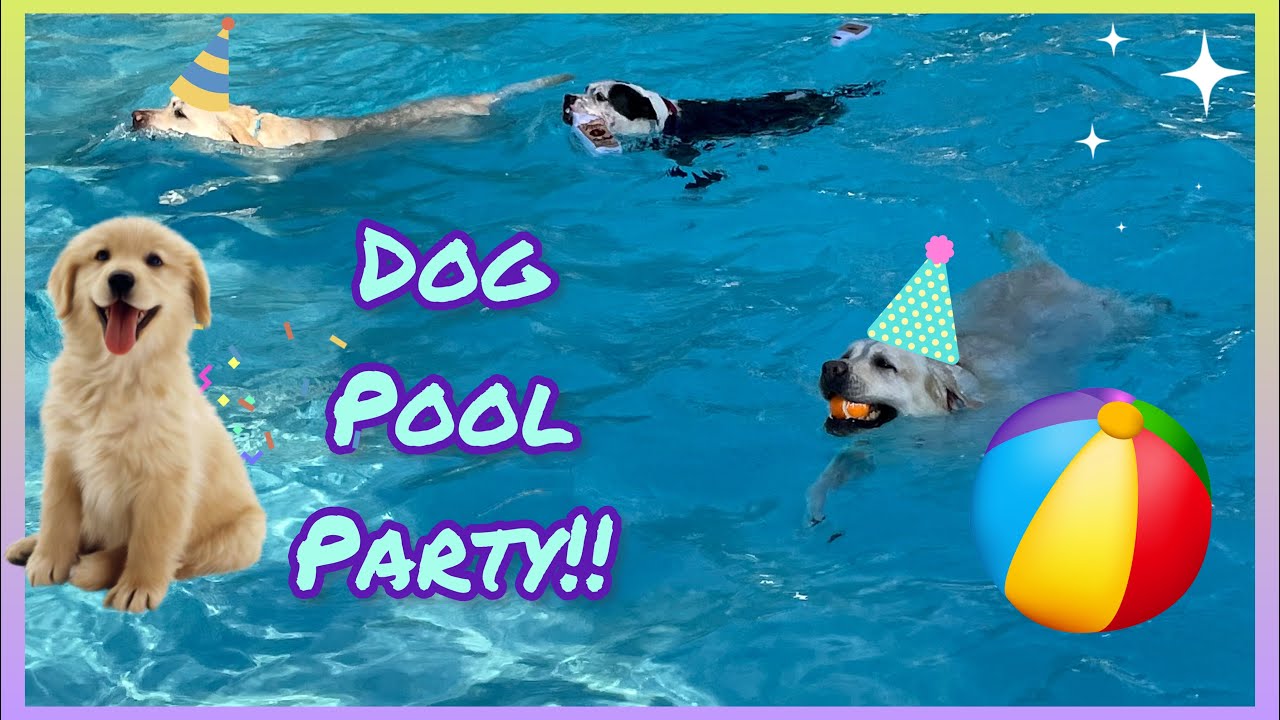 Pool Party for Dogs!! 🐶 Doggie Paddle for Baltimore Humane Society 🐩 🐕 ...