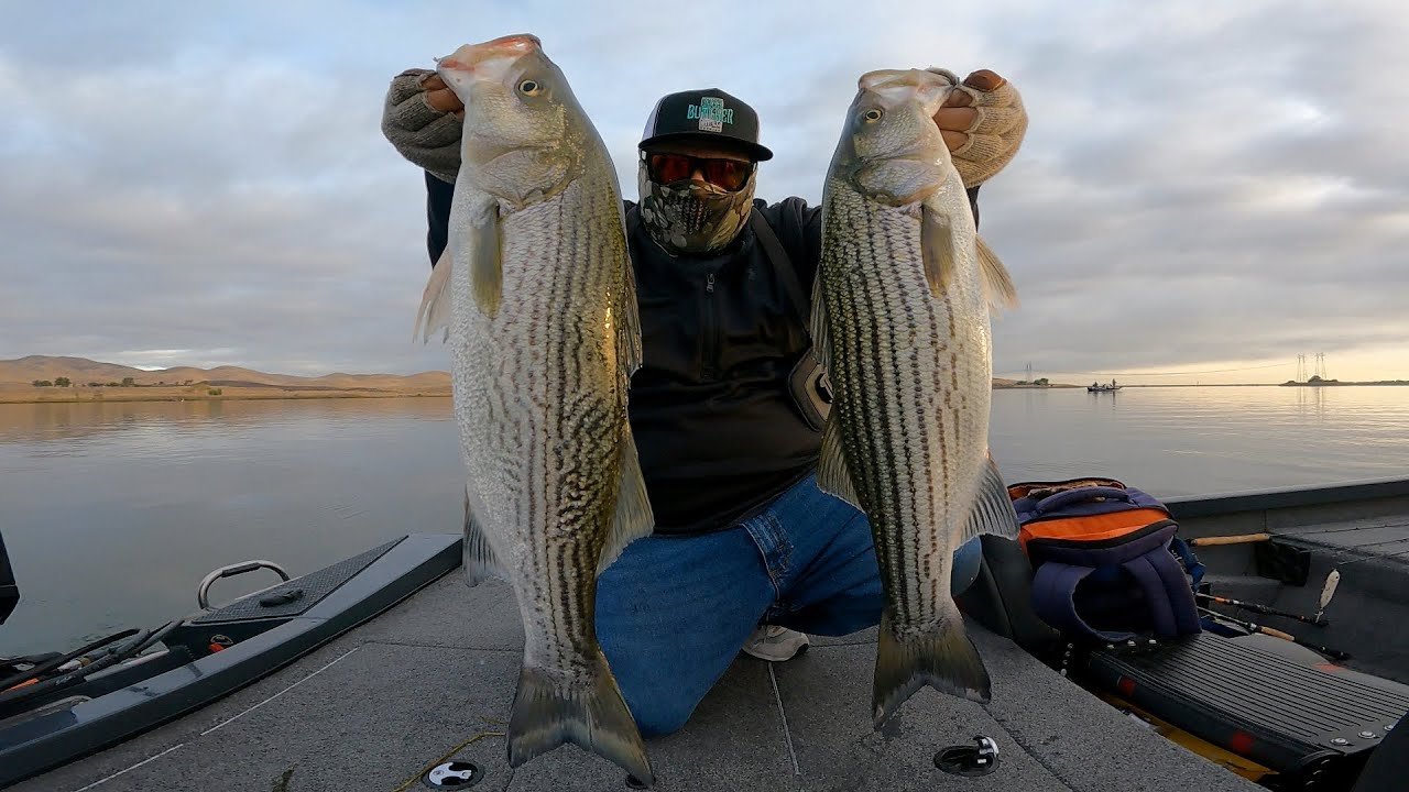 AGGRESSIVE FOREBAY STRIPER CHASING BAIT - YouTube