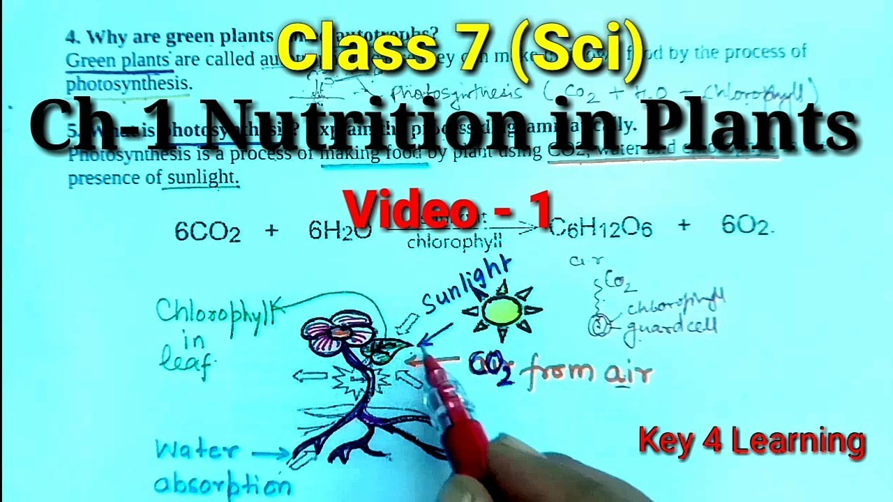 Class 7 Chapter 1 Nutrition in Plants | Question Answer | Global ...