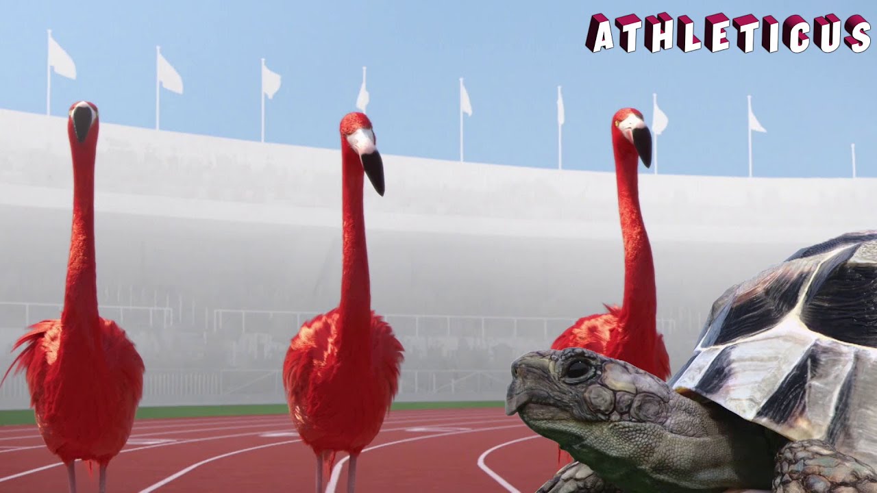 Unfair race | Athleticus | Sport animals | Cartoon in English - YouTube