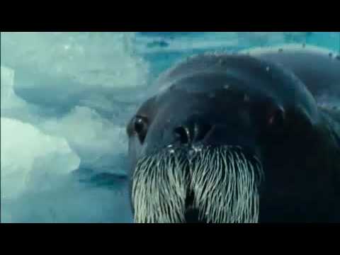 Arctic Tale trailer - YouTube