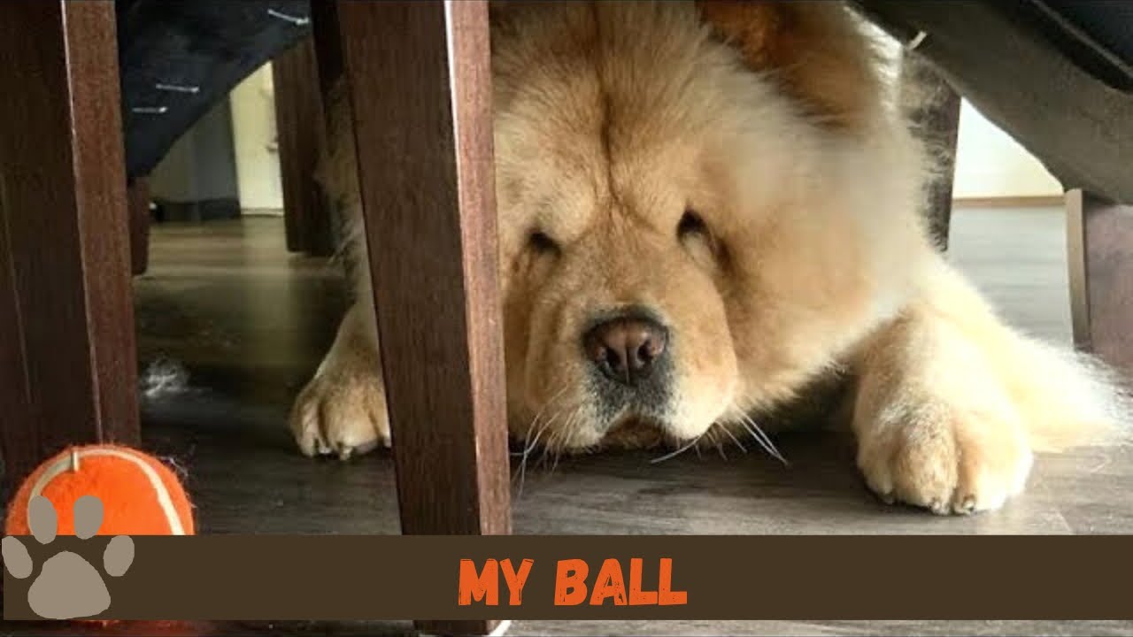 Chow Playing Fetch With Ball - YouTube