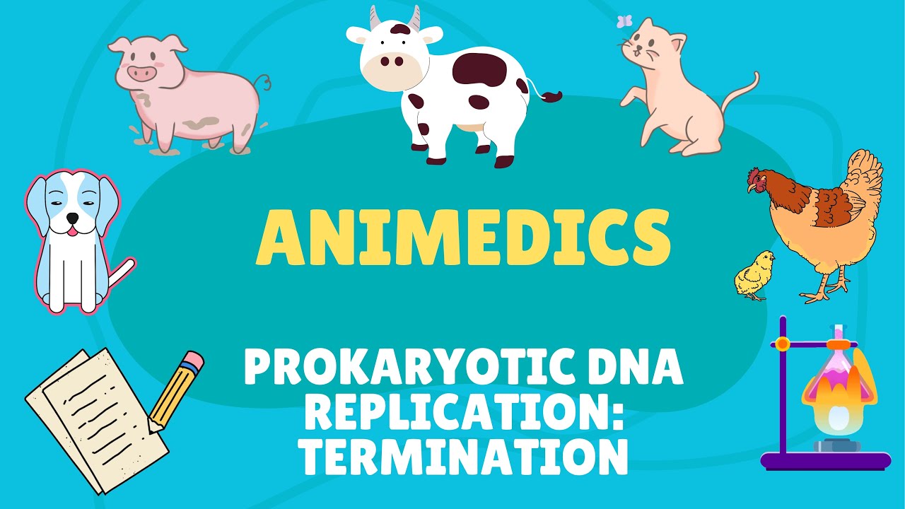 PROKARYOTIC DNA REPLICATION: TERMINATION │ EASY EXPLAINED│ - YouTube