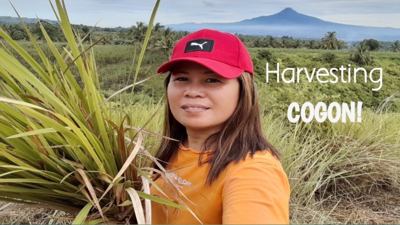 Harvesting Cogon to make " Kamalig " and cooking "Tulay" fish Paksiw sa ...