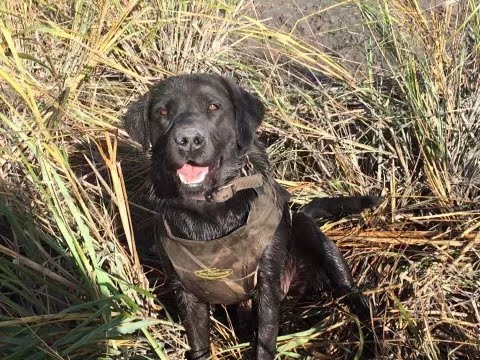 Hillman Decoys Duck Decoy Urn overview - YouTube