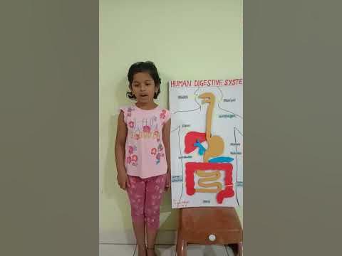digestive system project for kids / cardboard digestive system - YouTube