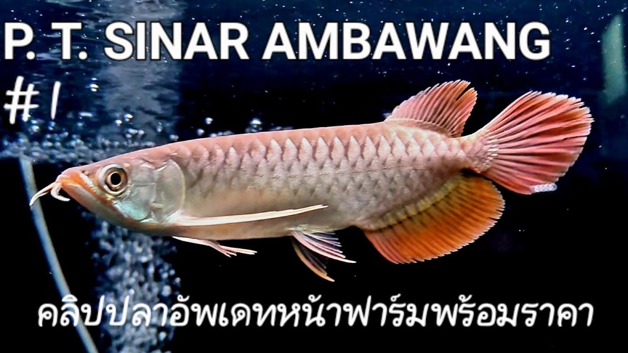 P. T. SINAR AMBAWANG #1 - YouTube