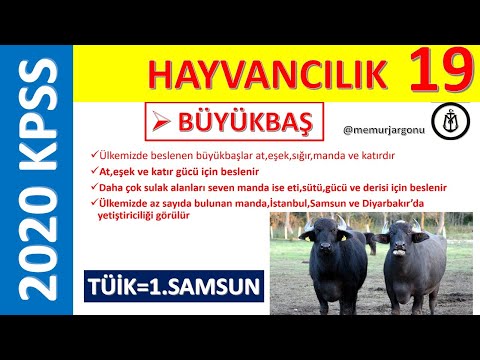 19)2020 KPSS COĞRAFYA-HAYVANCILIK (BURAK HOCA)