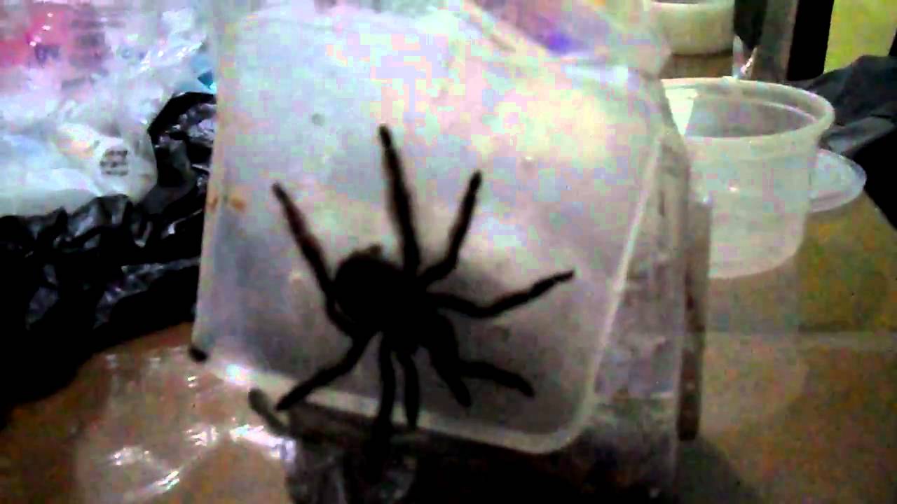 T.Violaceus Mating - YouTube