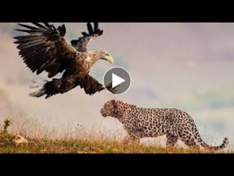 GOLDEN EAGLE VS RABBIT EPIC - YouTube