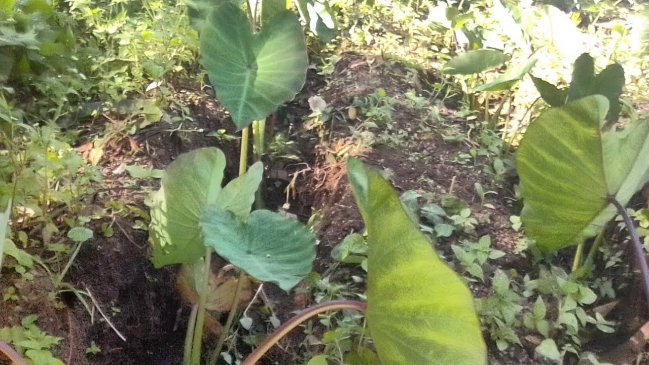 Win BIG in Arrowroot farming - YouTube