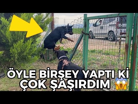 Köpekleri Çiftliğe Terk Edince Öyle Birşey Yaptılarki…