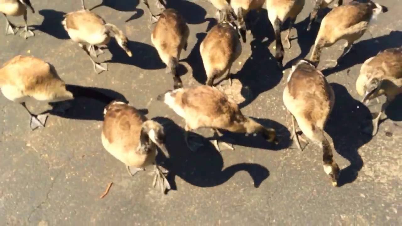 When birds attack! - YouTube