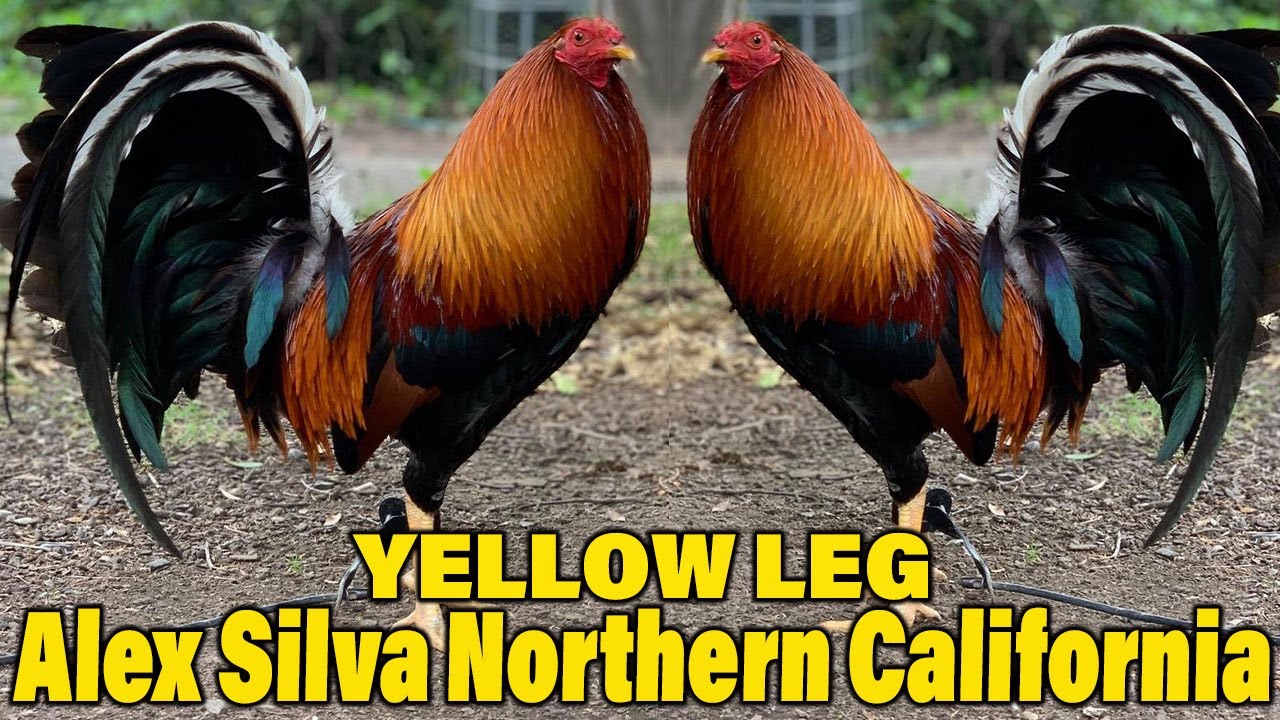 Beautiful Birds Yellow Leg Alex Silva NorCal GC Farm - YouTube