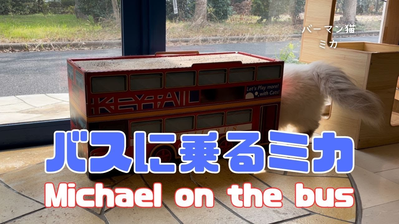 バーマン猫ミカ【バスに乗るミカ】Michael on the bus（バーマン猫）Birman/Cat - YouTube