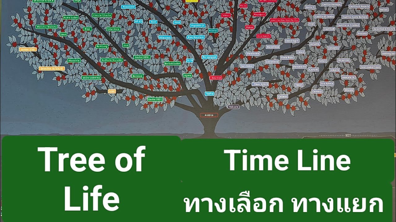 24.Tree of Life Timeline ทางเลือก ทางแยก - YouTube
