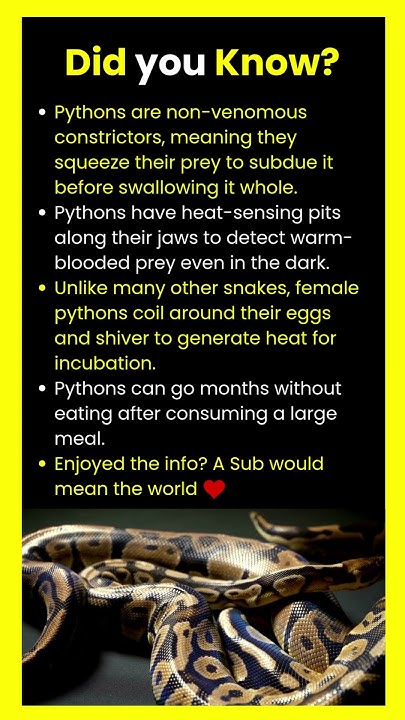 Pythons are non venomous, meaning they squeeze their prey to subdue it ...