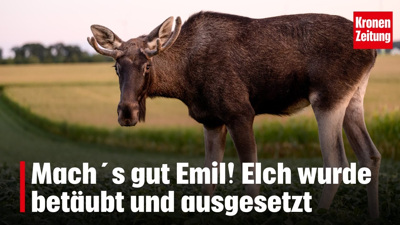 Es ist passiert! Elch „Emil“ mit Gewehr betäubt | krone.tv NEWS - YouTube