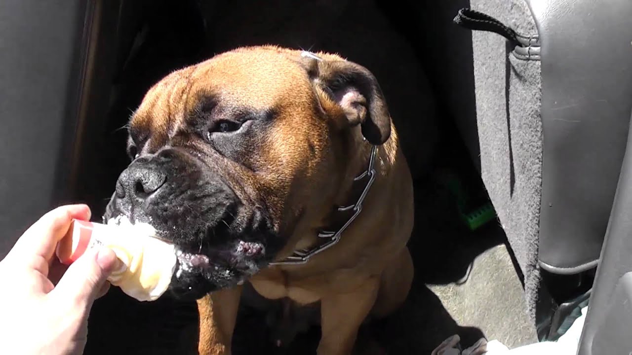 Dexter eating his first ice cream - YouTube