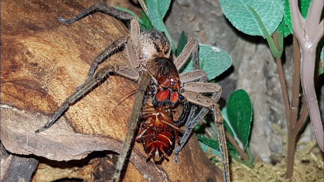 The slowest wandering spider in the world - YouTube