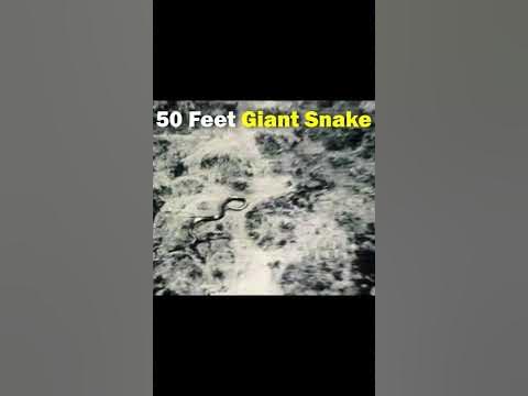 The Giant Congo Snake | 50 feet big snake | Horror Phobia - YouTube