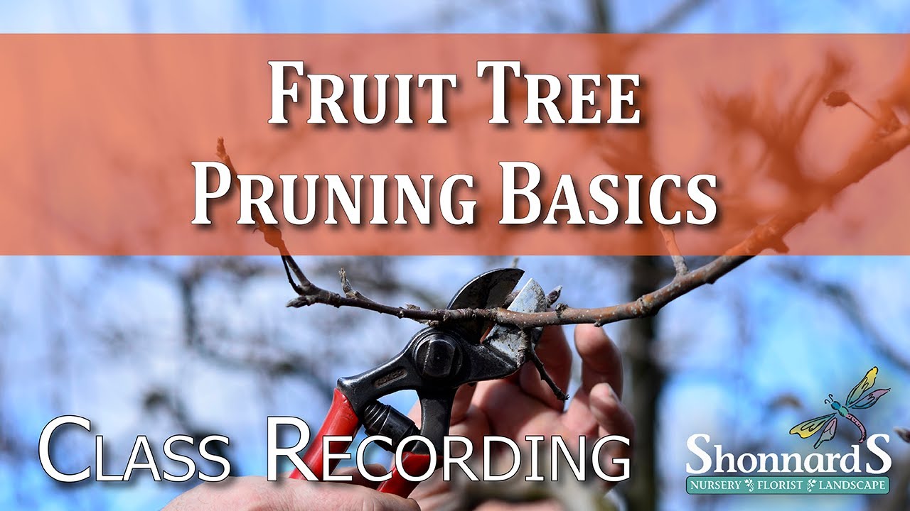 Basics of Fruit Tree Pruning - Class Recording 2025 - YouTube