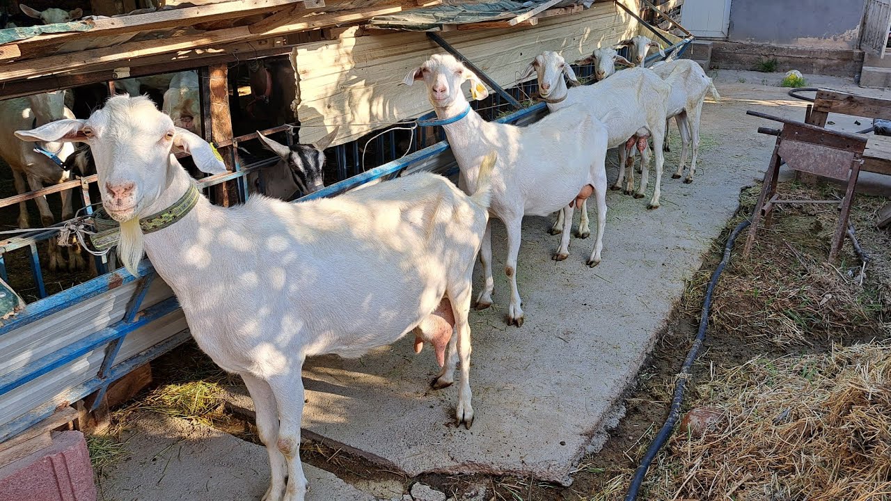 Зааненнуб сүтті, биік бомба 💥 ешкілер сатылады 87025099163 - YouTube