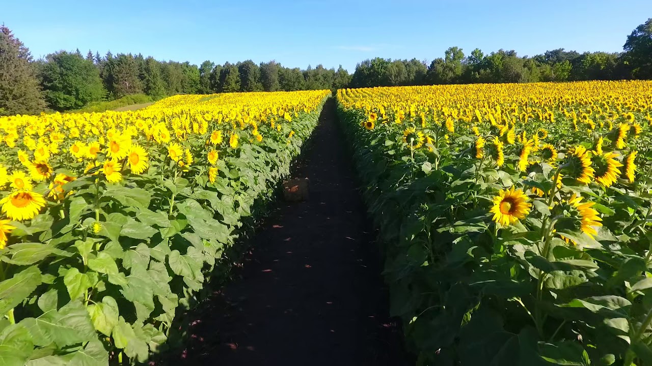 Beautiful sunflower field at Treasured Haven Farm - YouTube