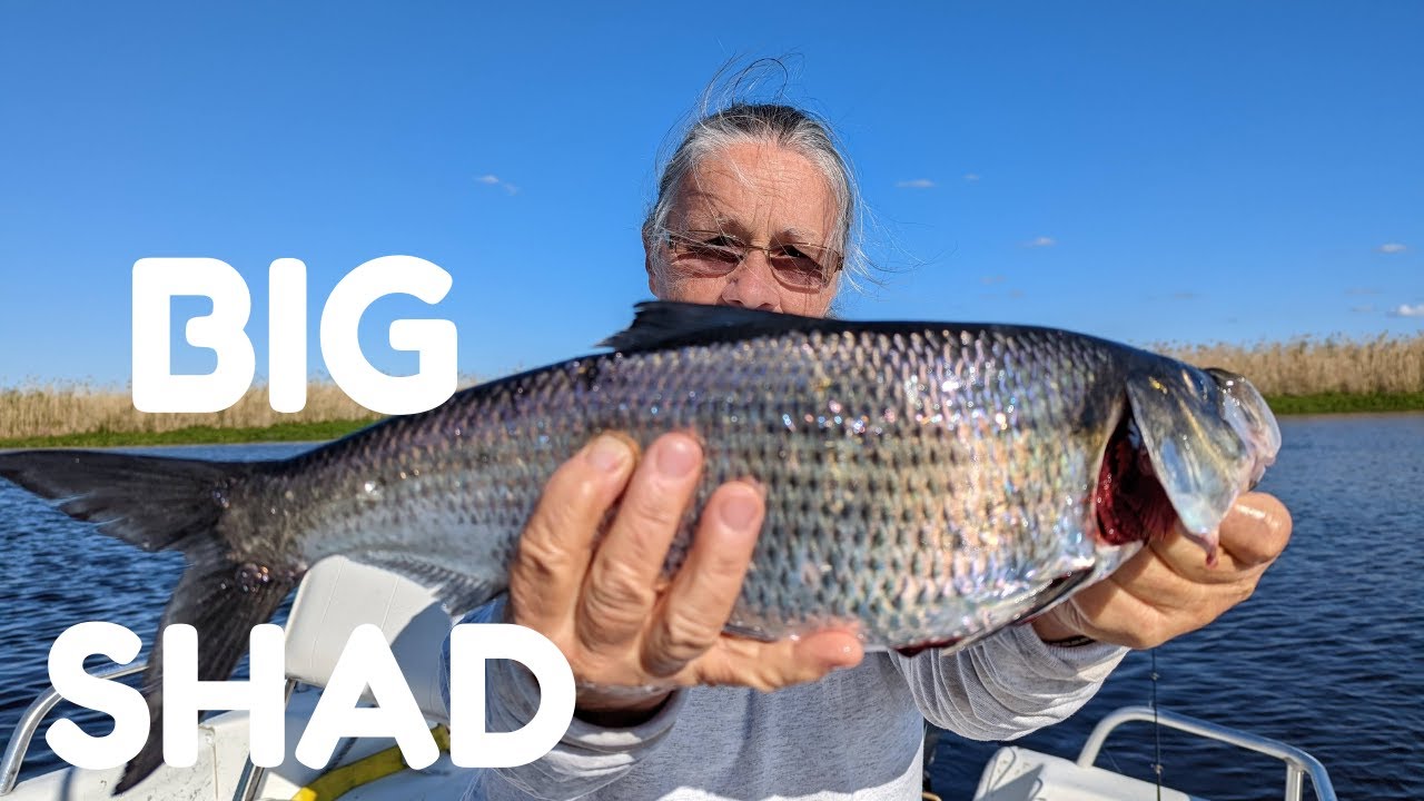 St Johns River Shad Season #catchingshad #americanshad # ...