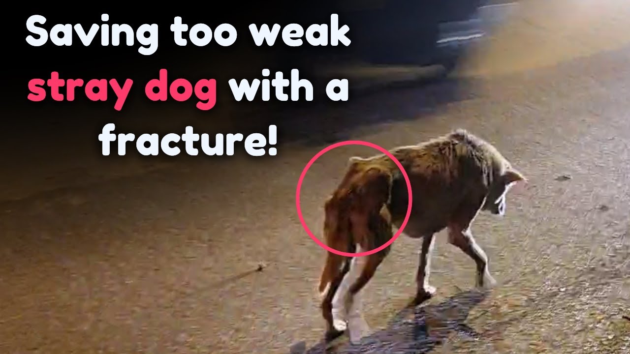 Saving too weak stray dog with a fracture - YouTube