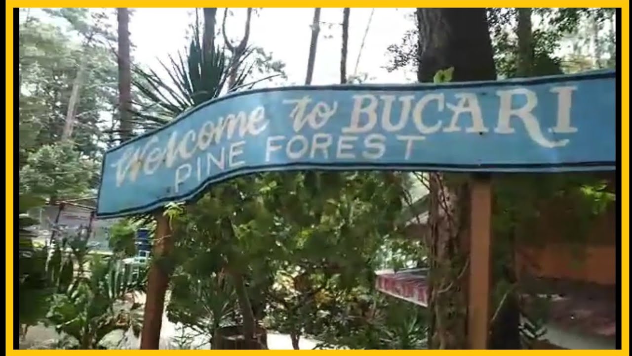 Bucari Pine Forest || Part1 - YouTube