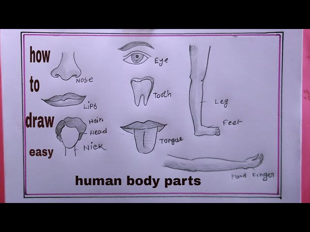 Human Body Parts Diagram Schematic Diagram Depicting The Human Body