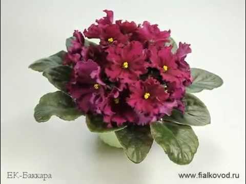 Фиалка ЕК-Баккара - YouTube