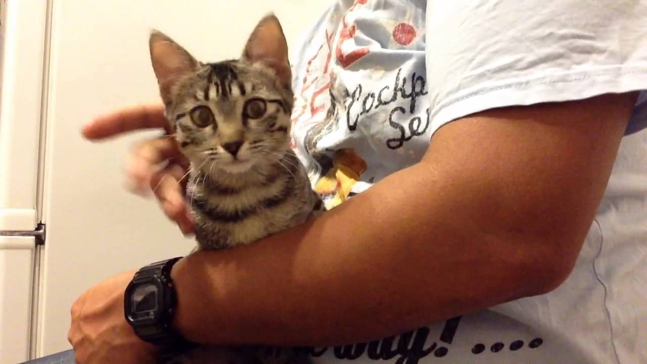 16-week-old Egyptian Mau kitten "Cleo" wants a little cuddle - YouTube